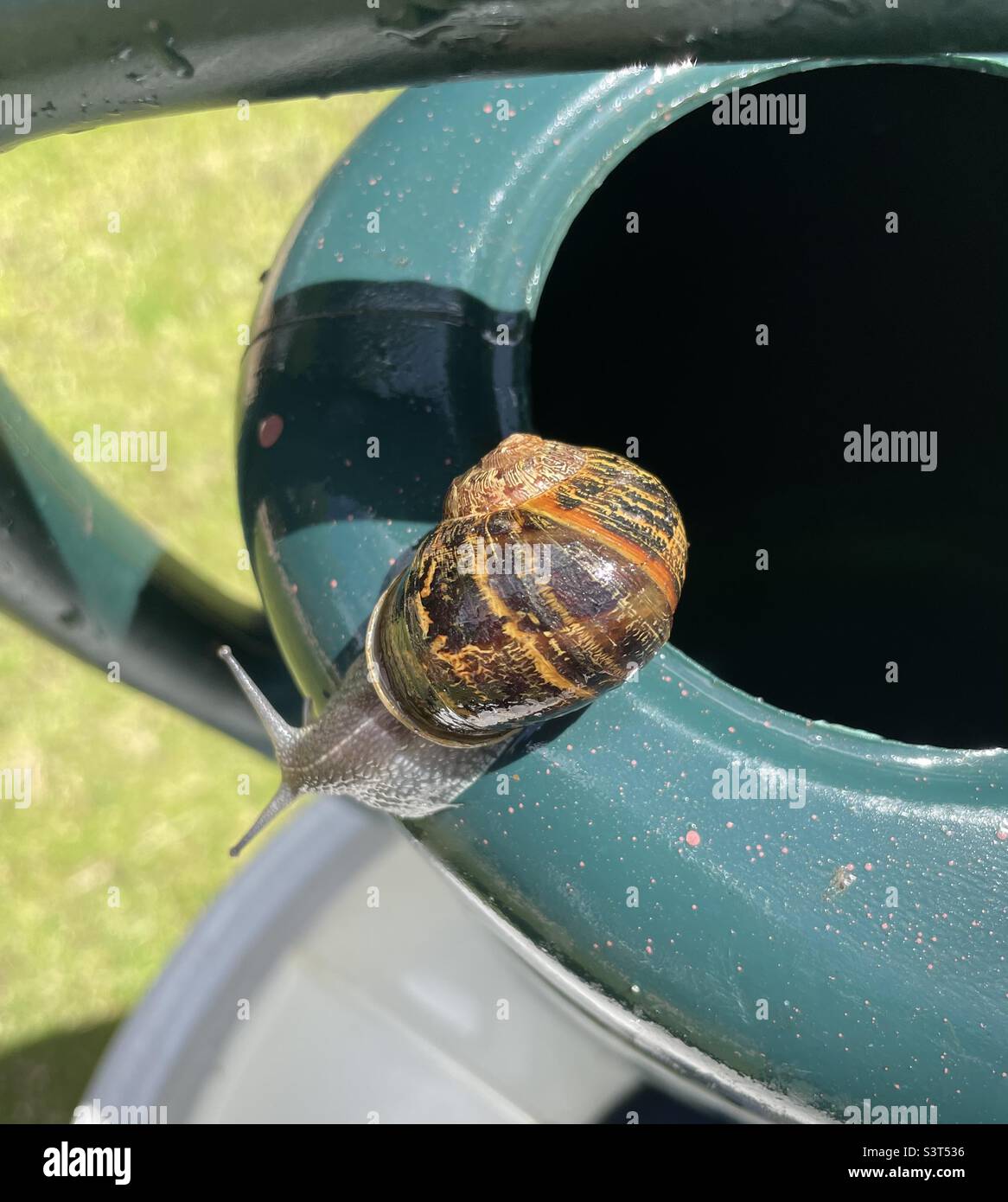 Homeless snail hi-res stock photography and images - Alamy