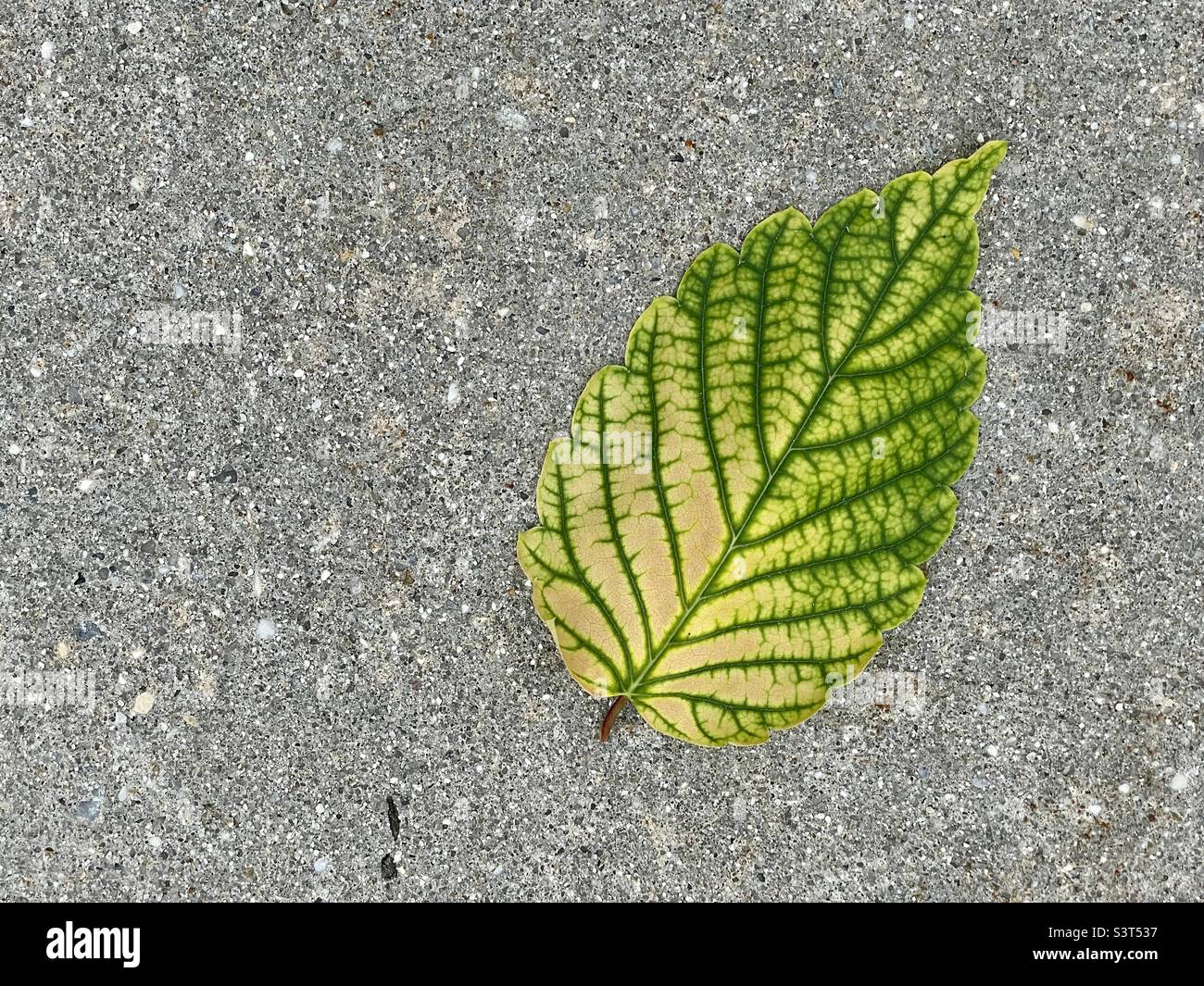 A leaf displays its structure as it dries on a walkway Stock Photo - Alamy
