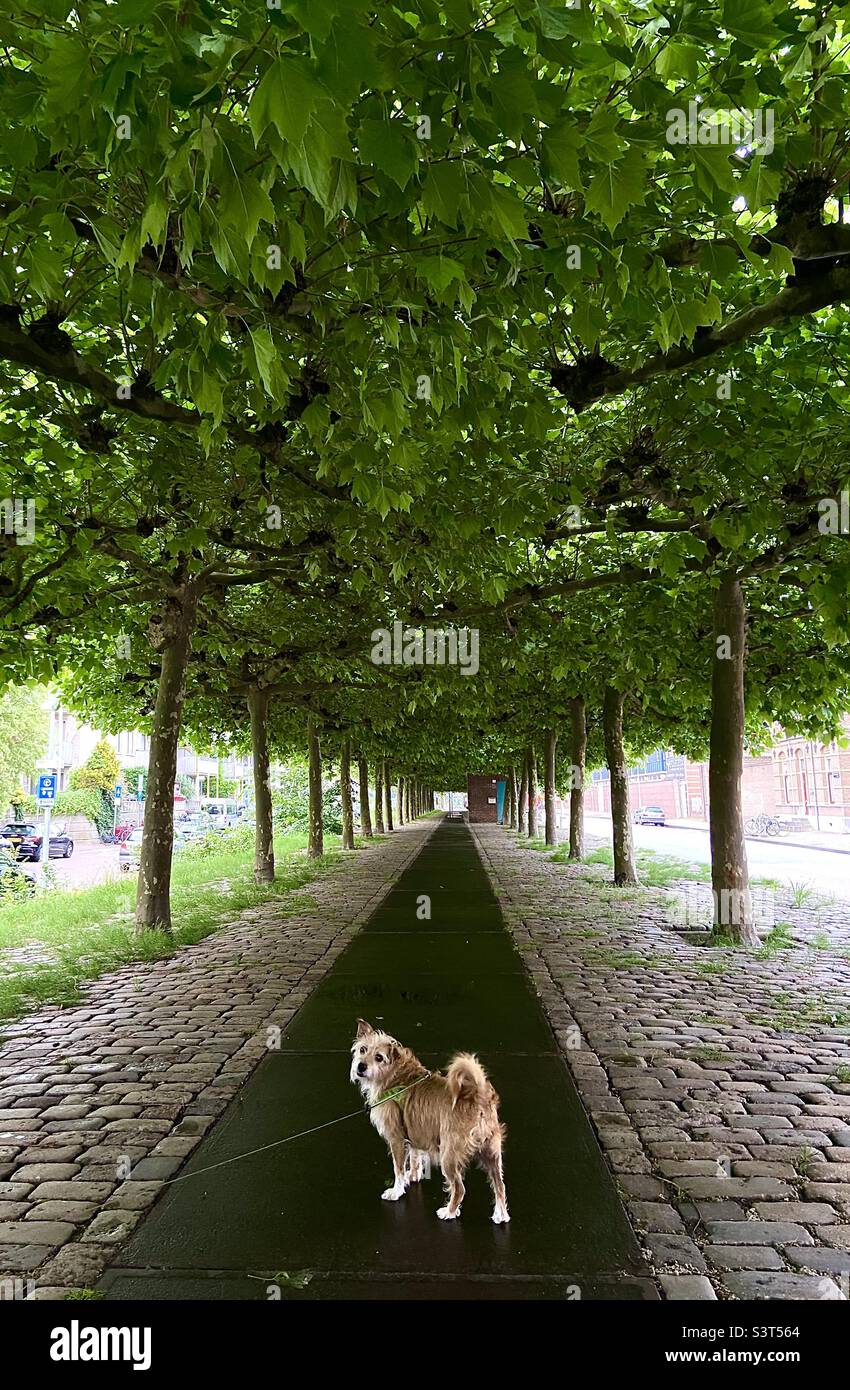 Shade trees hi-res stock photography and images - Alamy