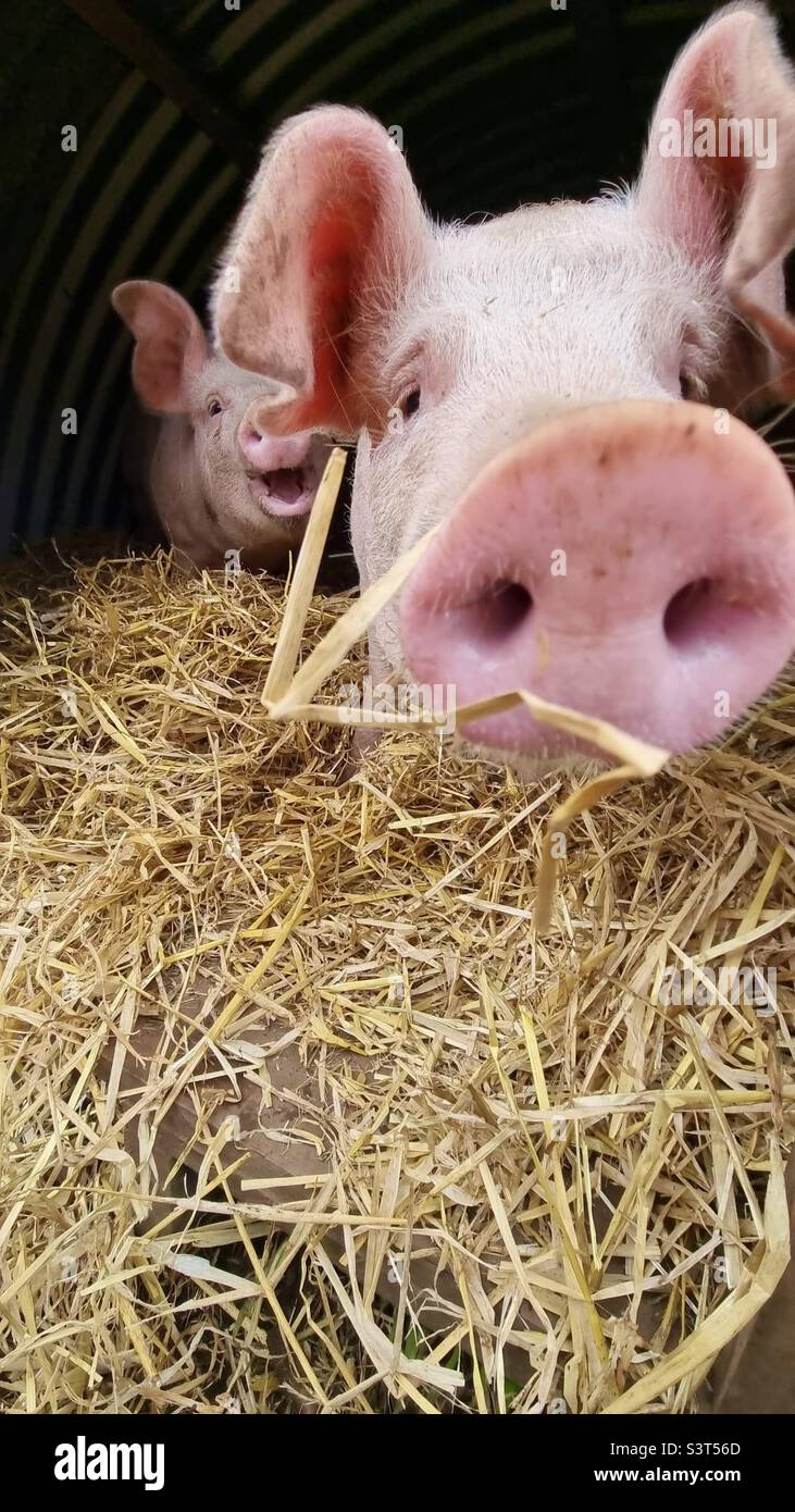 Pigs having fun Stock Photo - Alamy