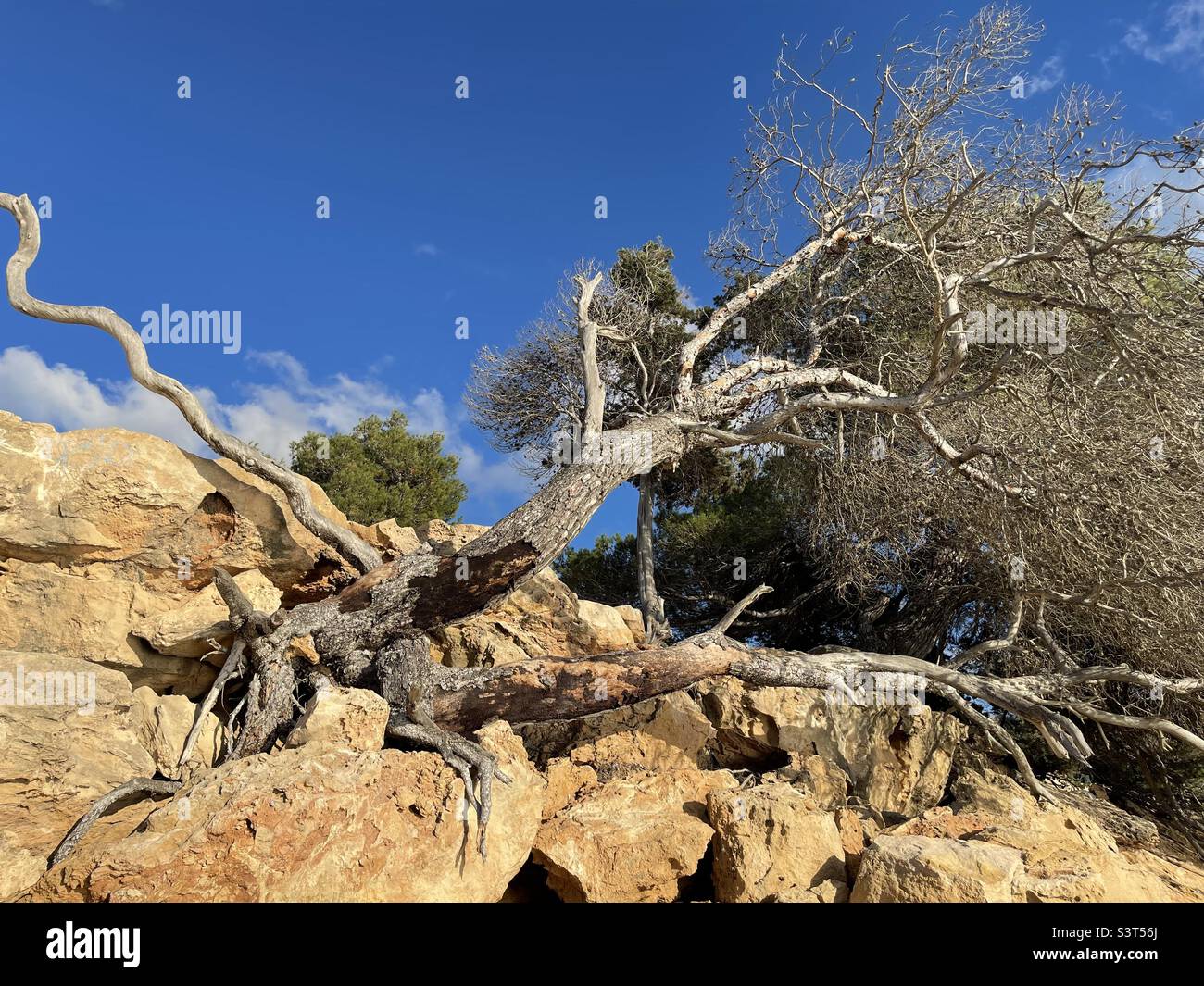 Wind swept tree hi-res stock photography and images - Alamy