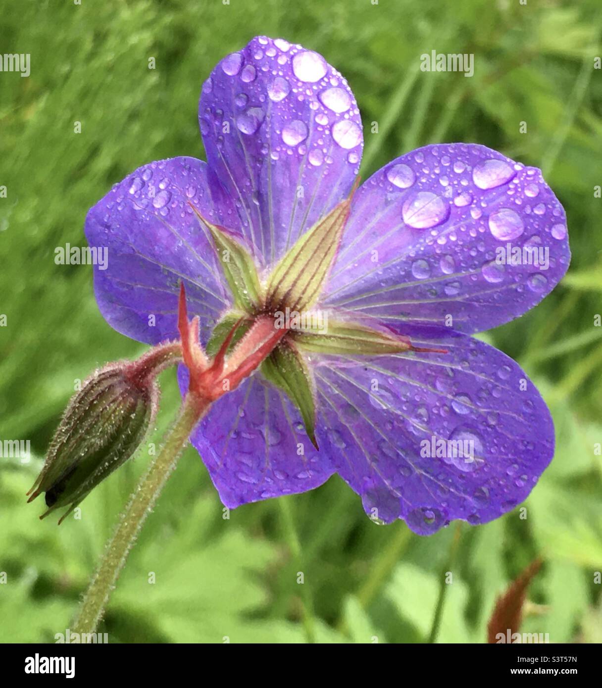 Flower vibration hi-res stock photography and images - Alamy