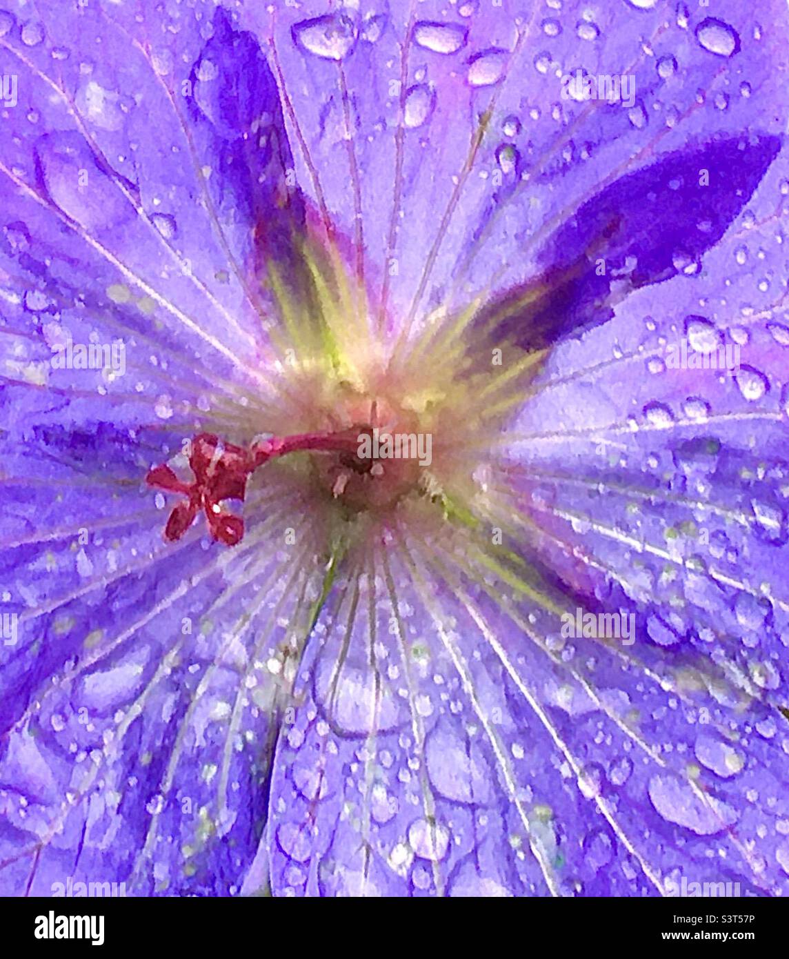 Flower vibration hi-res stock photography and images - Alamy