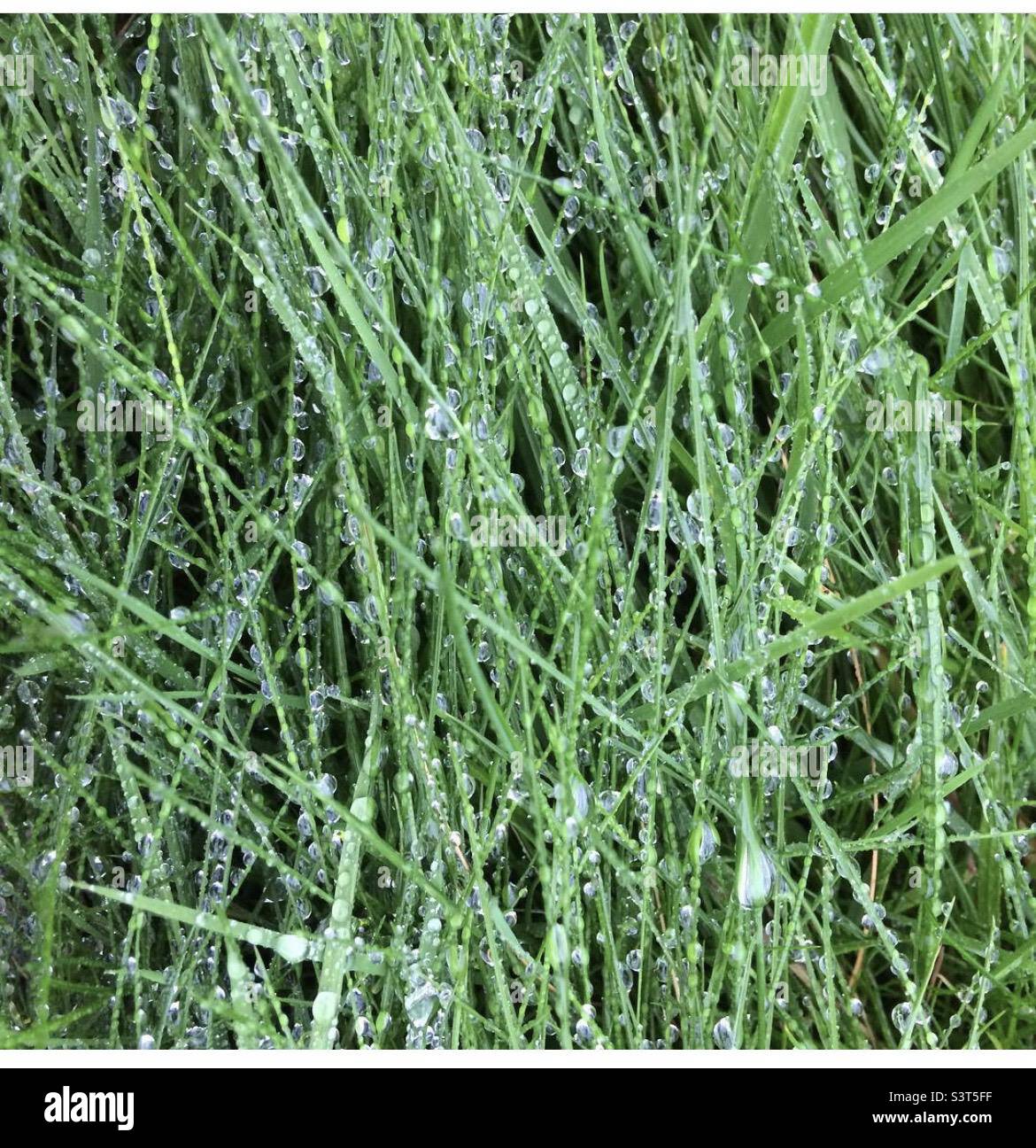 Wet grass hi-res stock photography and images - Alamy