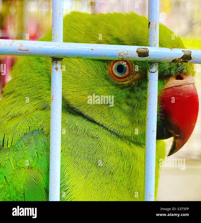 Bird coloring hi-res stock photography and images - Alamy