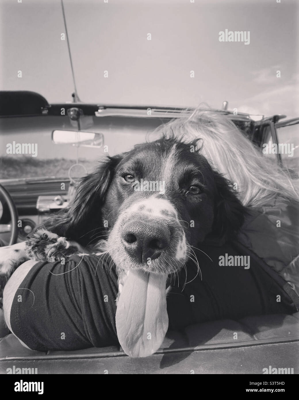 Dog convertible hi-res stock photography and images - Alamy