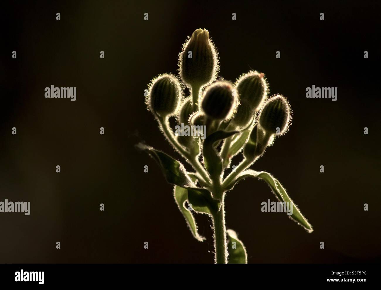 Flower buds, backlit by the late afternoon sun Stock Photo - Alamy
