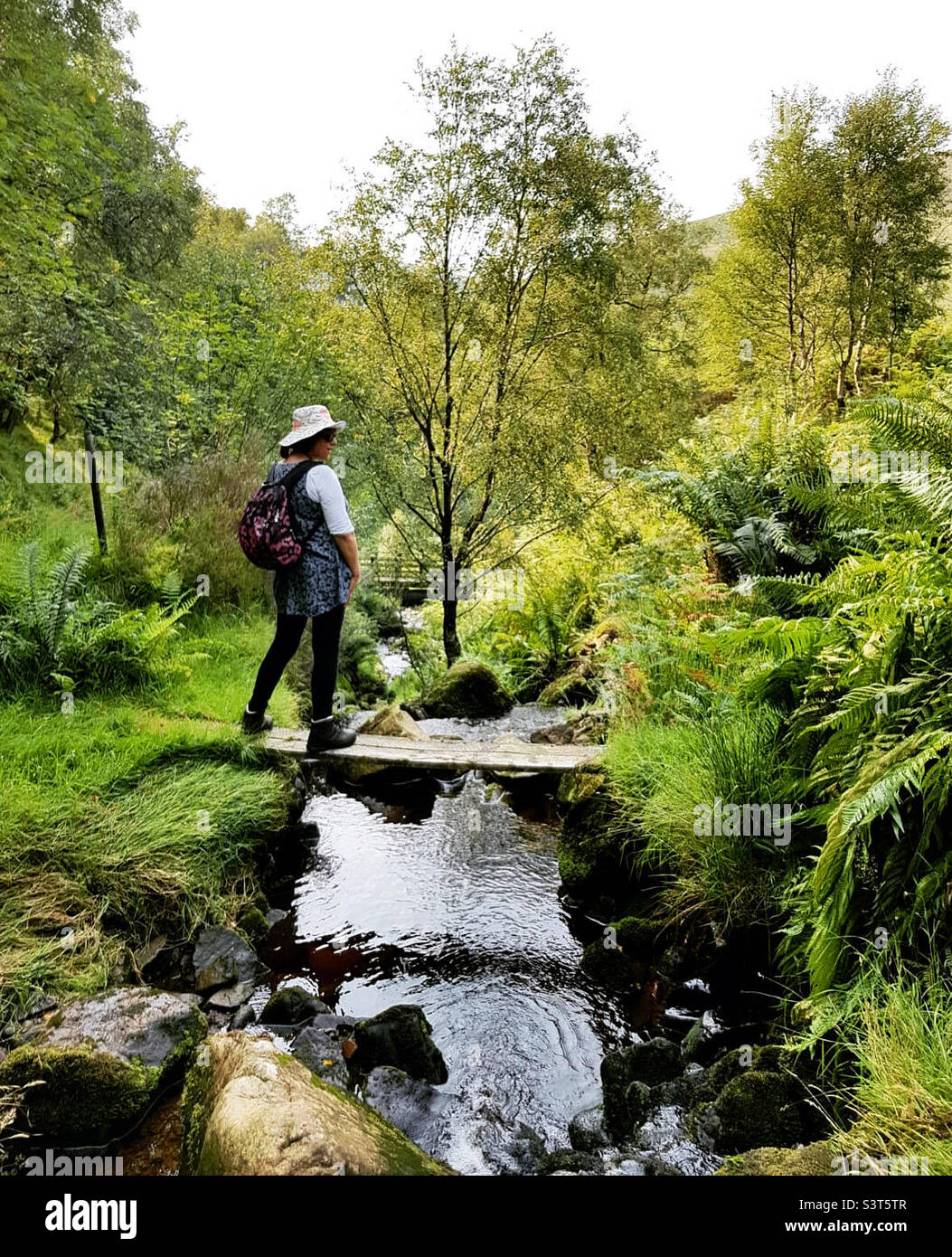 Plank Bridge Over Stream; Forest of Bowland Stock Photo - Alamy