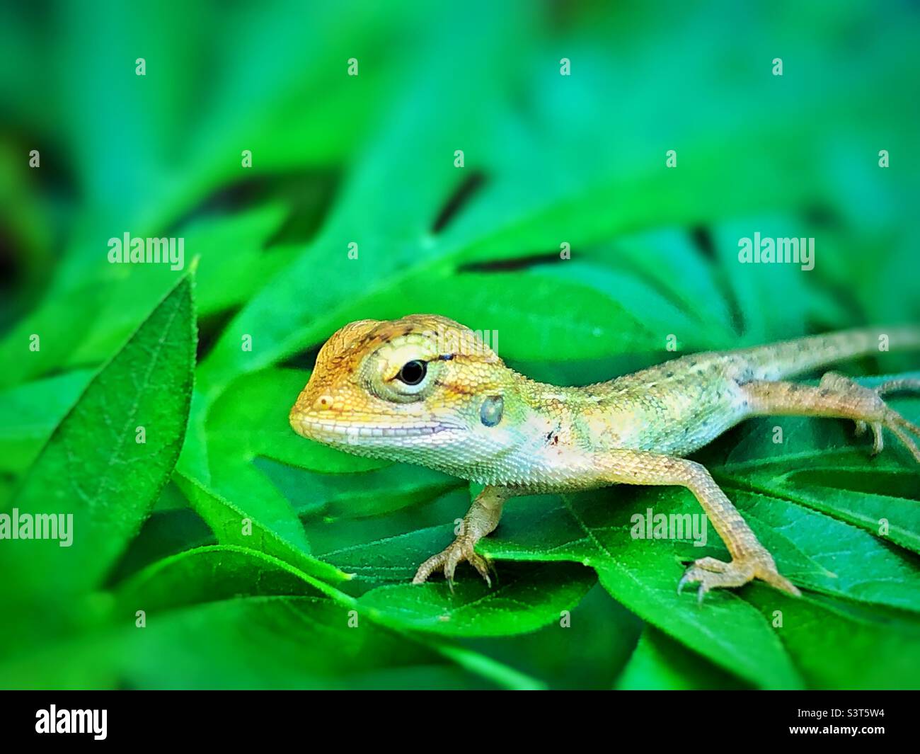 Baby lizard hi-res stock photography and images - Alamy