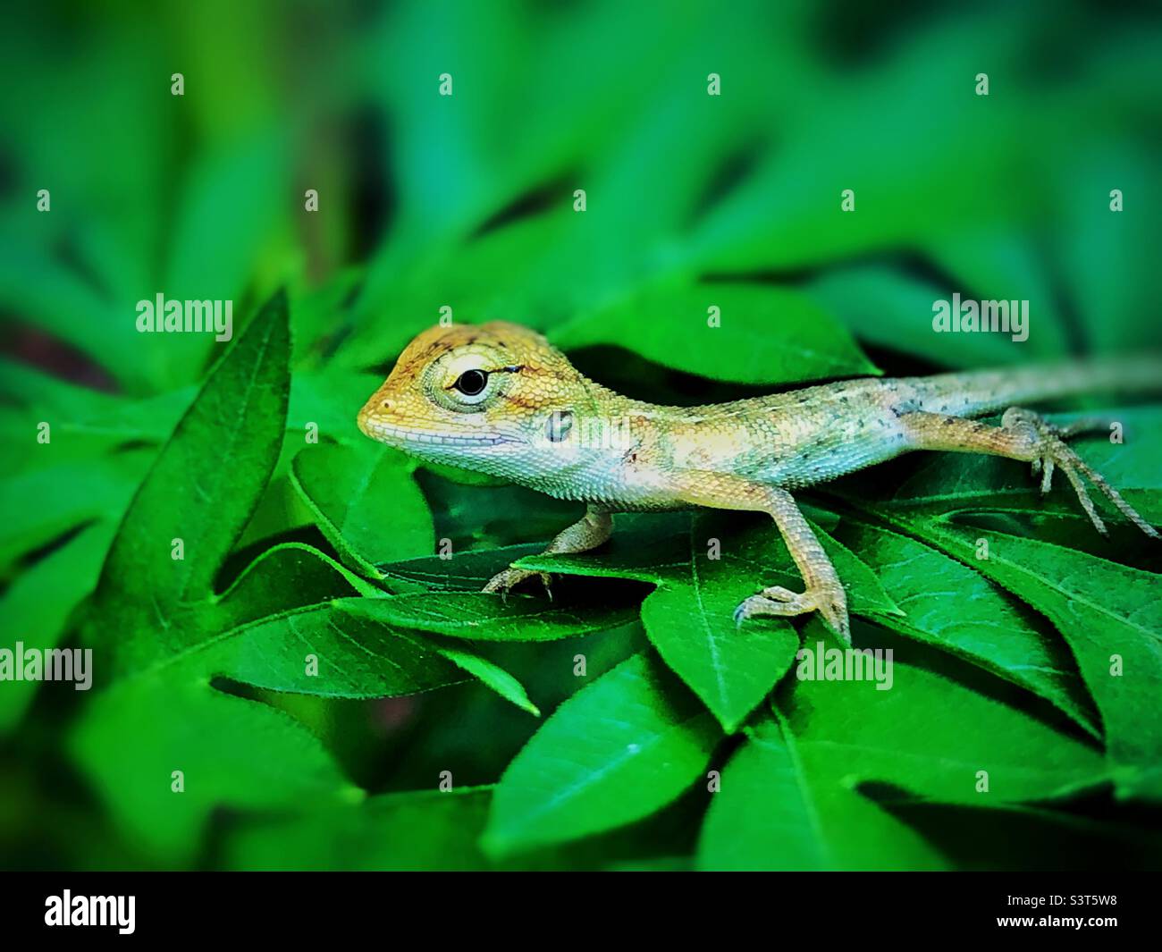 Baby lizard hi-res stock photography and images - Alamy