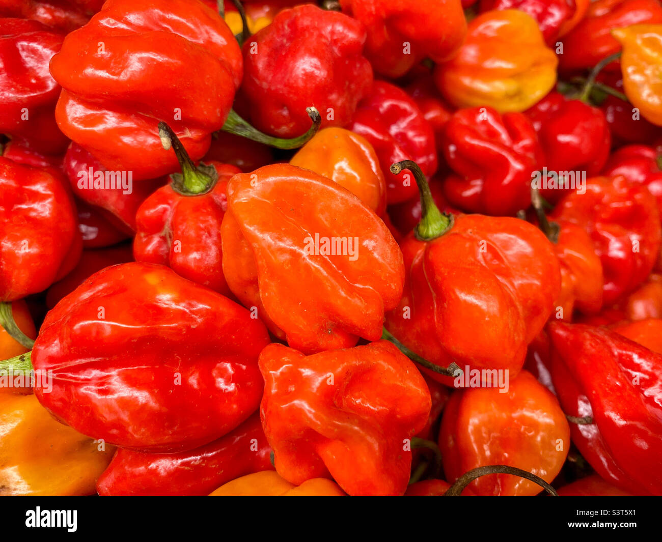 Hot chilli peppers on sale in an Asian supermarket Stock Photo - Alamy