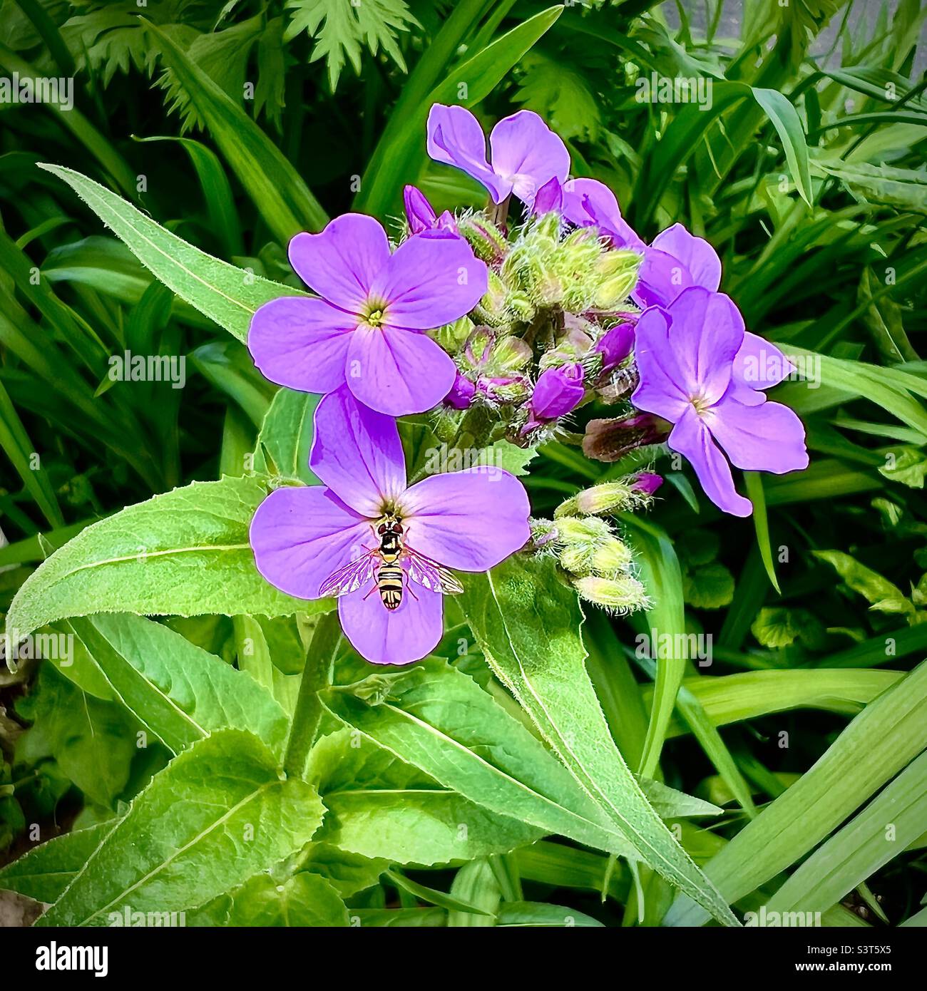 Rocket flower hi-res stock photography and images - Alamy