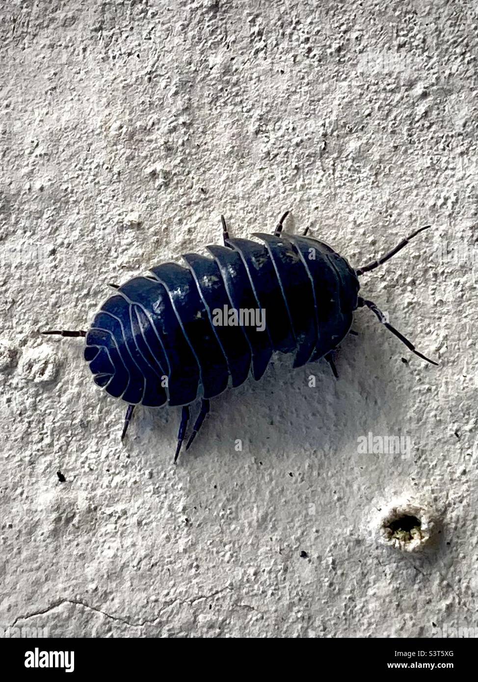 Wall louse hi-res stock photography and images - Alamy