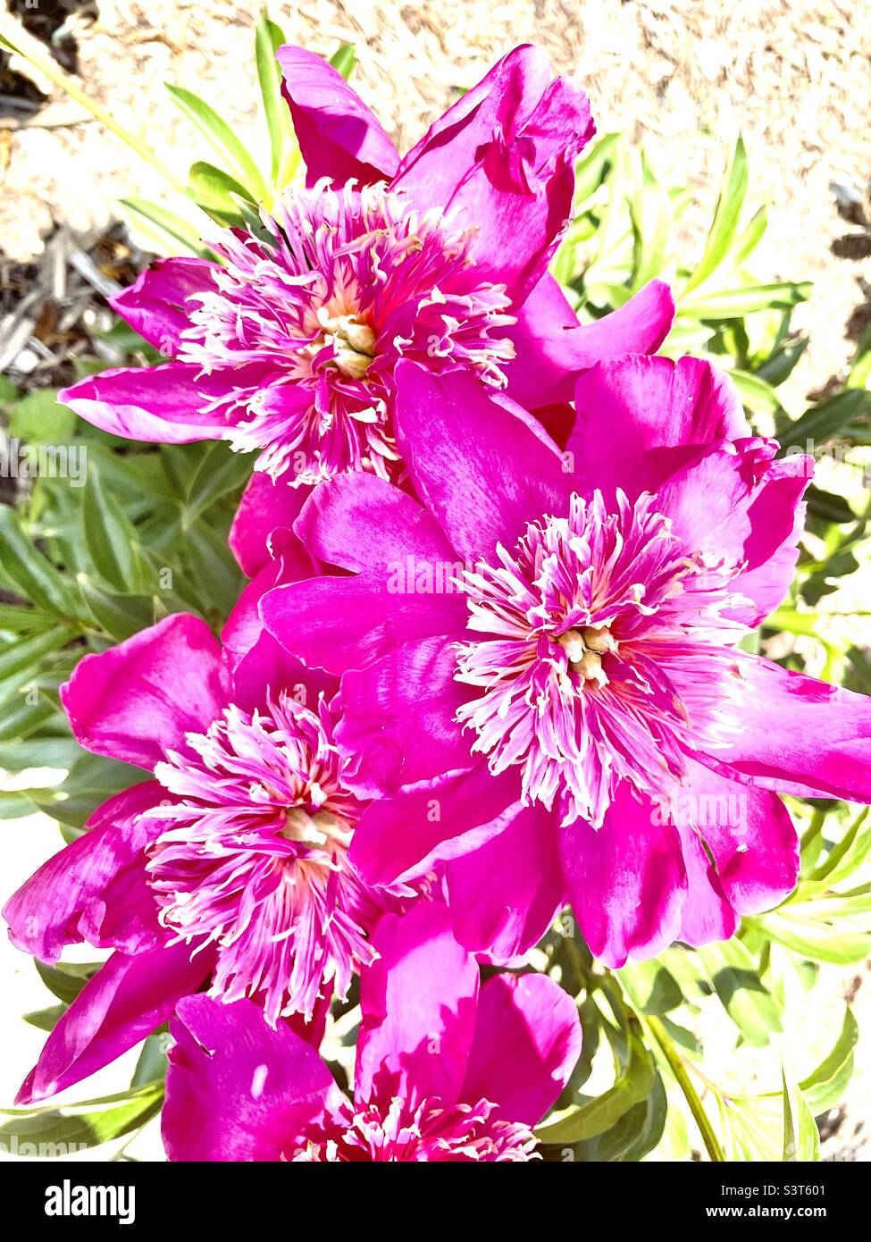 Three rose colored peonies hi-res stock photography and images - Alamy
