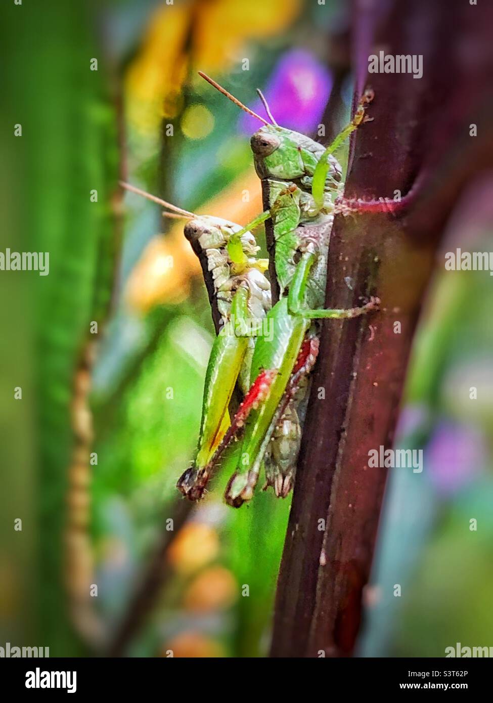 Locusts hi-res stock photography and images - Alamy