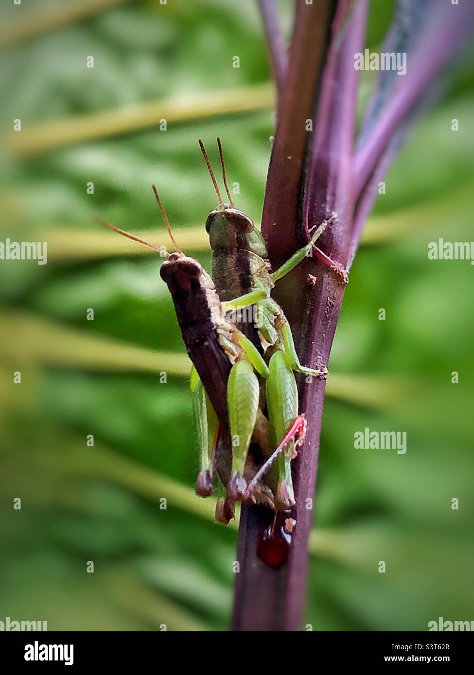 Mating locusts hi-res stock photography and images - Alamy