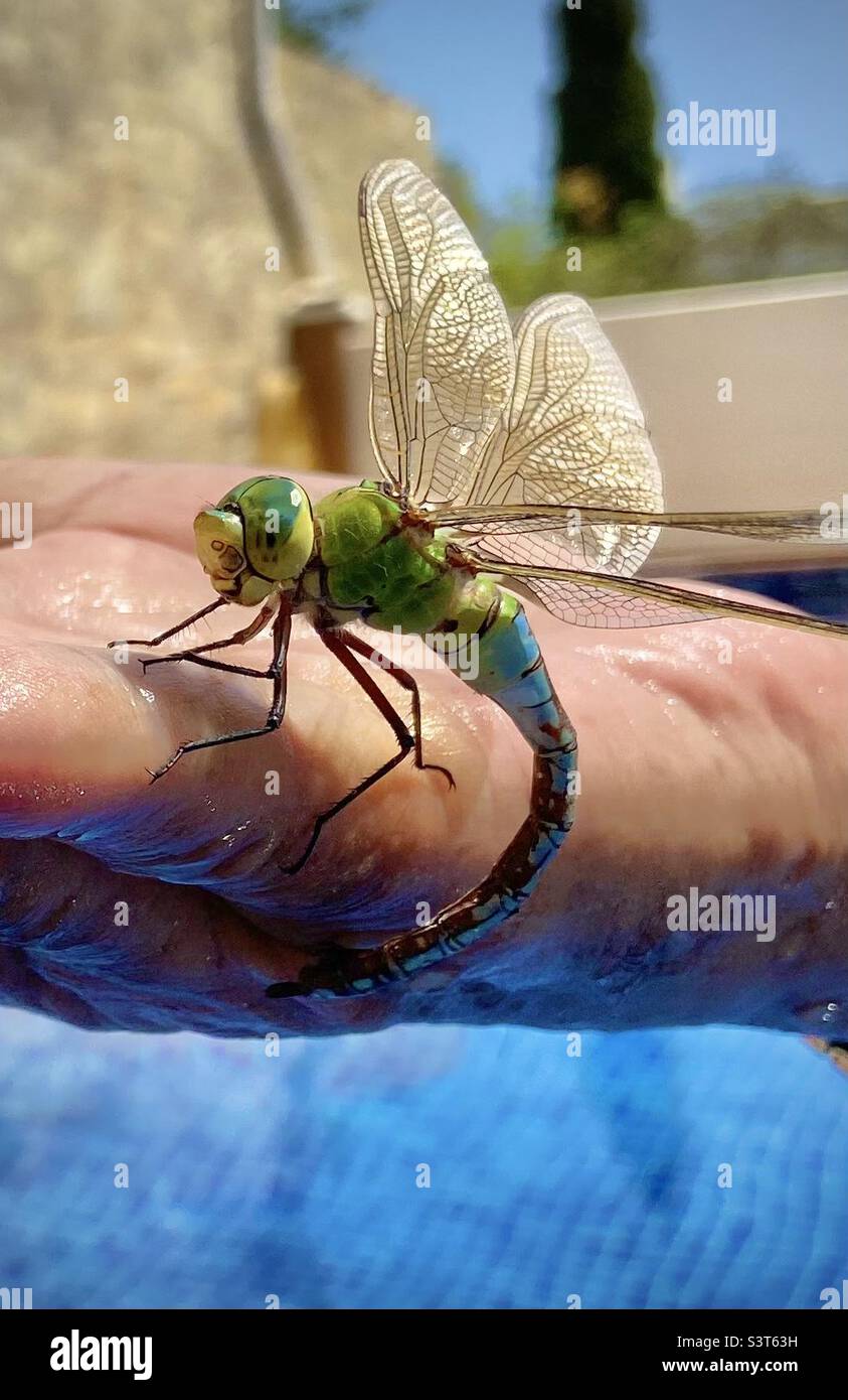 Spanish dragonfly hi-res stock photography and images - Alamy