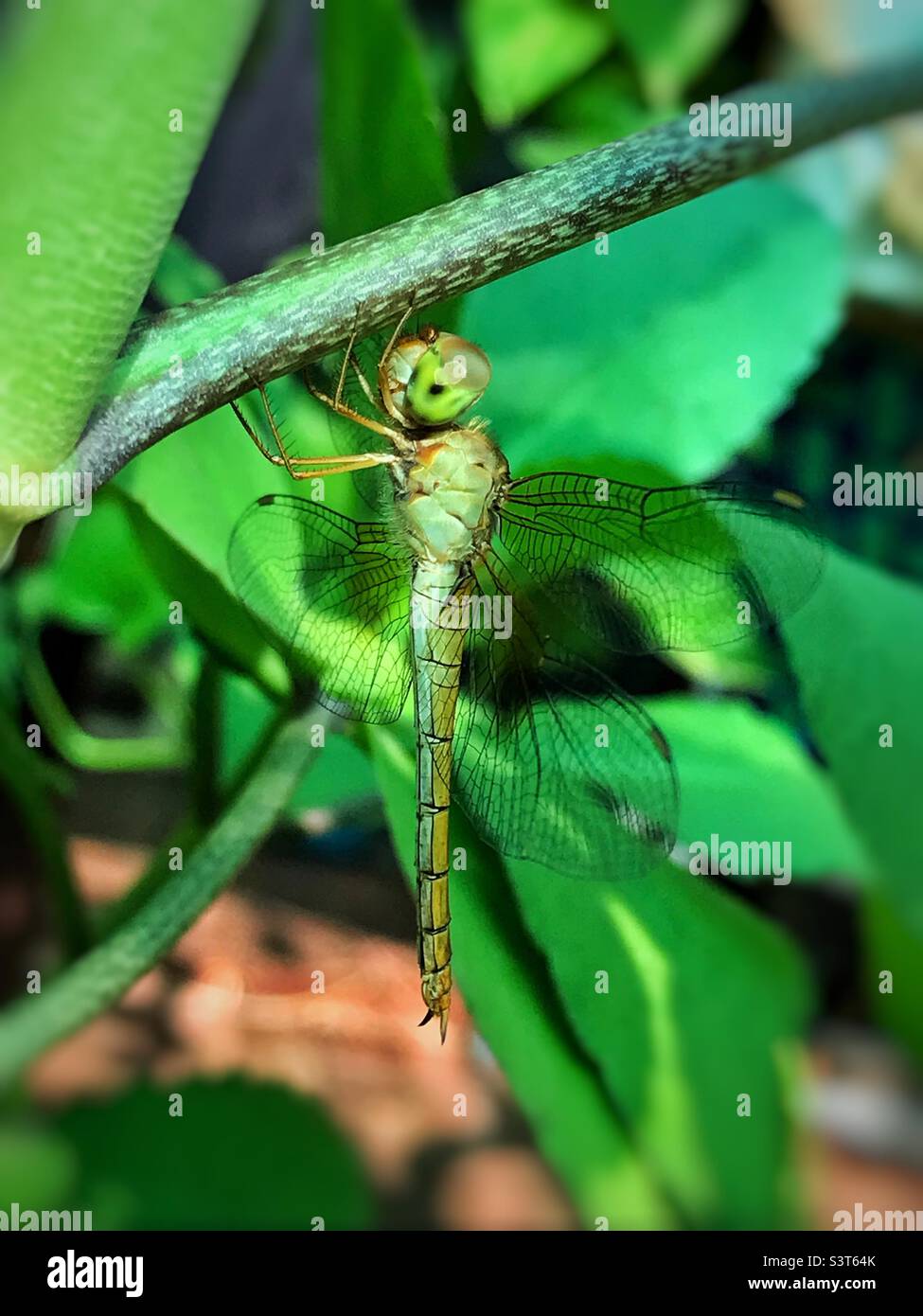 Geeen hi-res stock photography and images - Alamy