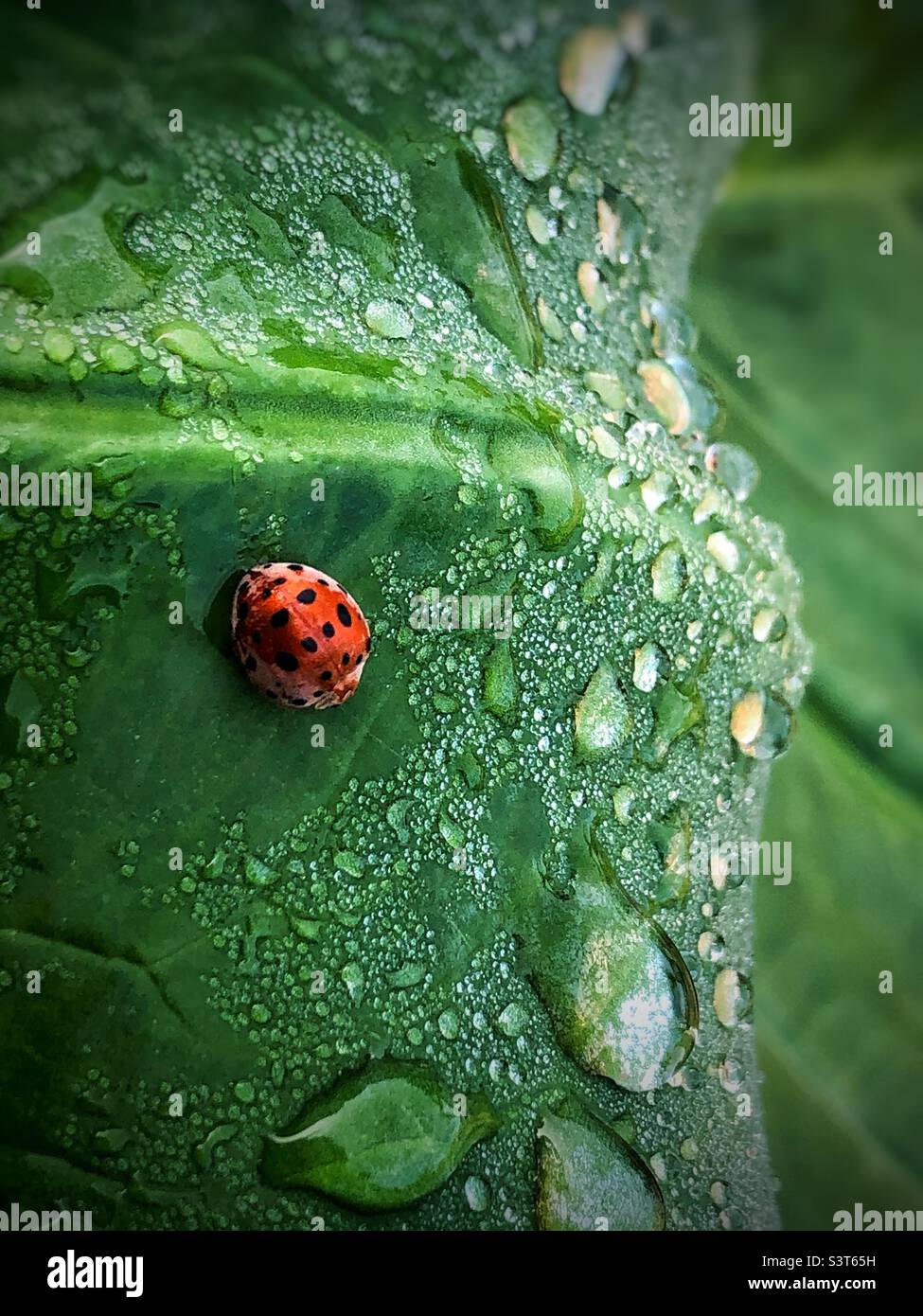 Beautiful green insects hi-res stock photography and images - Alamy