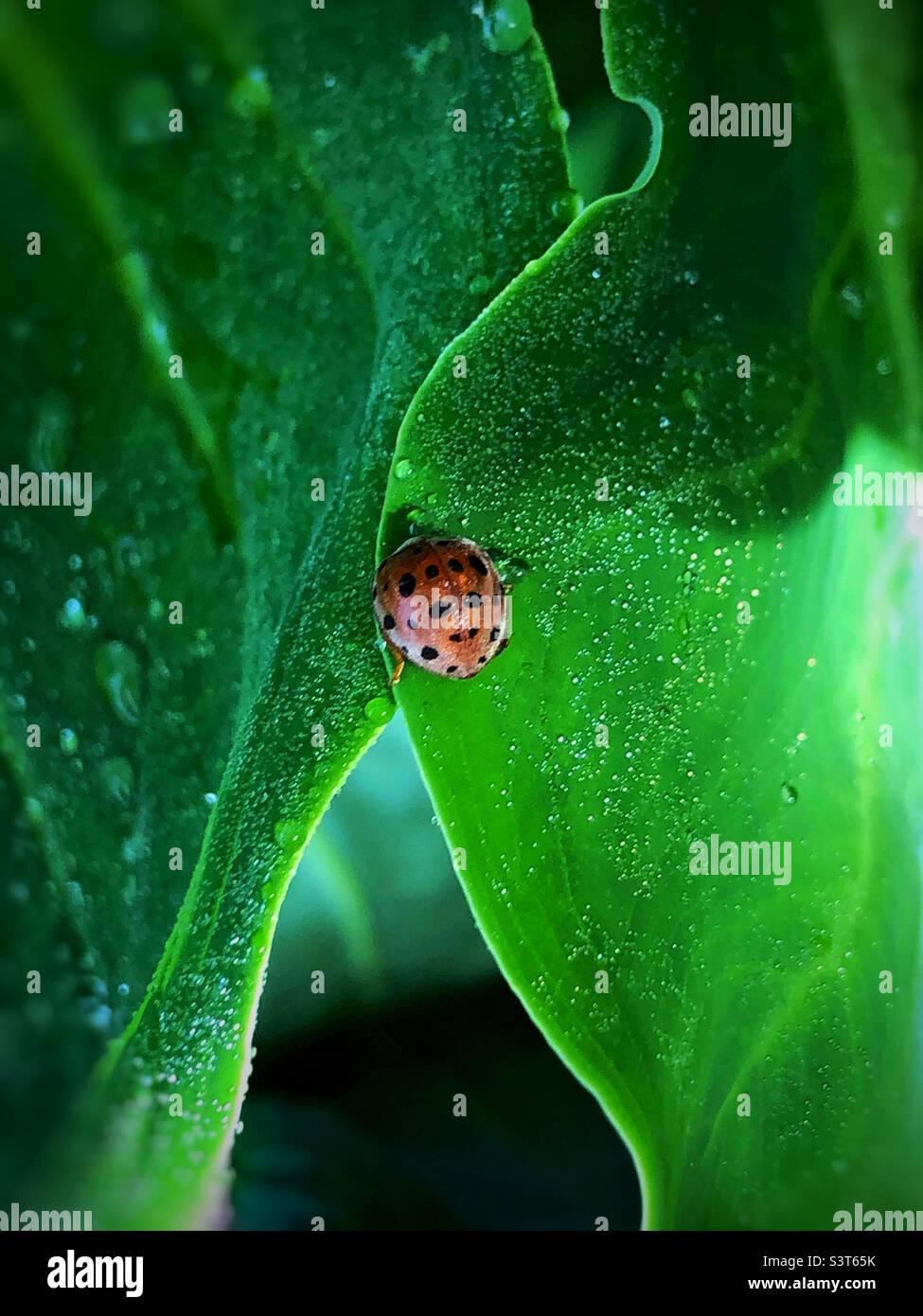 Bug on the taro leaf Stock Photo - Alamy