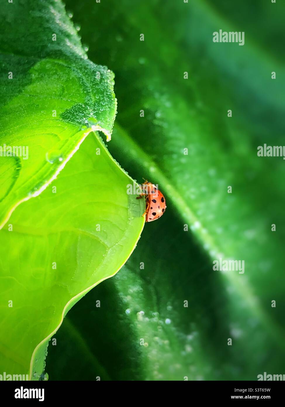 Bug insects hi-res stock photography and images - Alamy