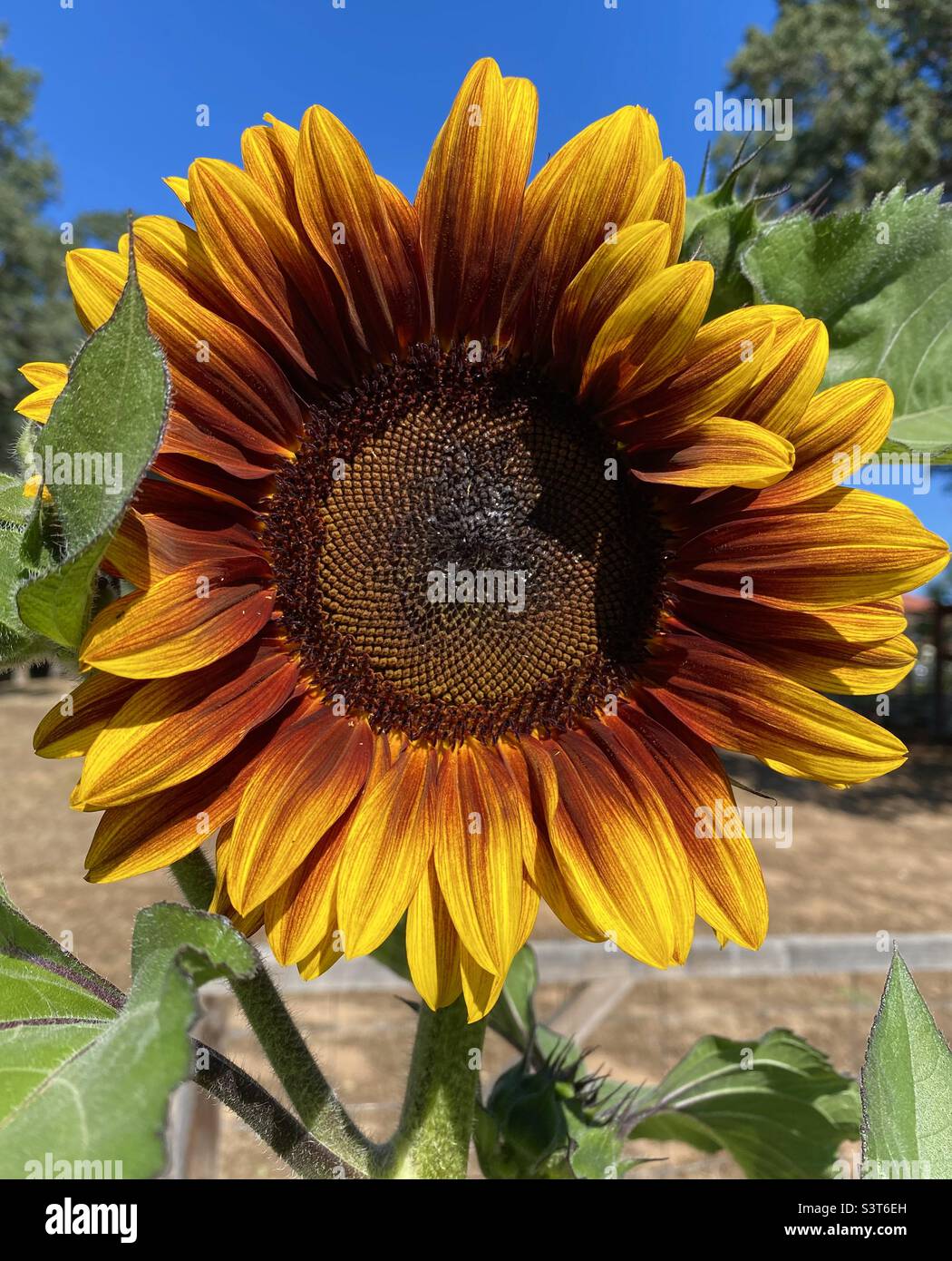 Red and yellow sunflower hi-res stock photography and images - Alamy