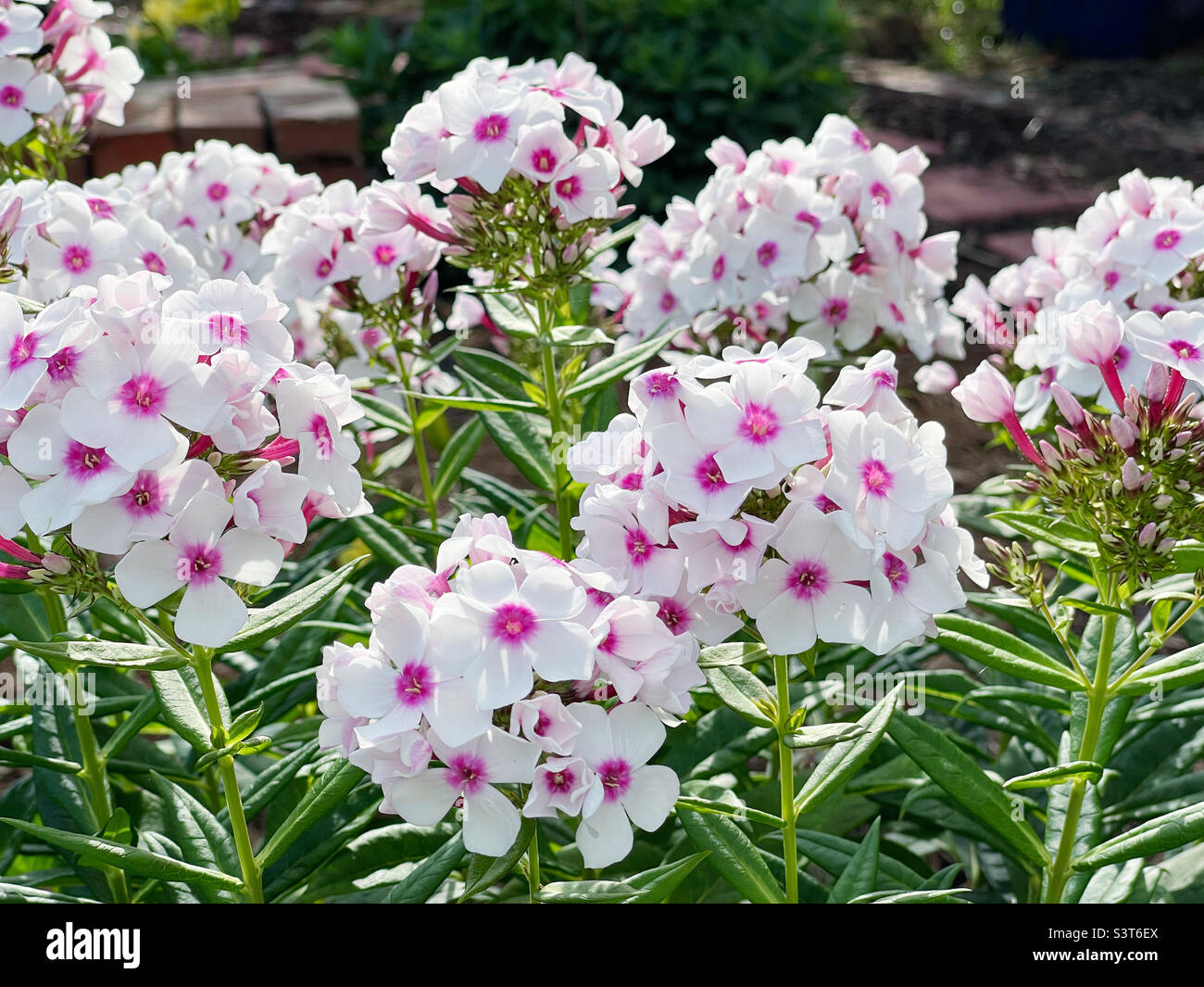 Tall garden Phlox flowers growing in a backyard garden Stock Photo - Alamy