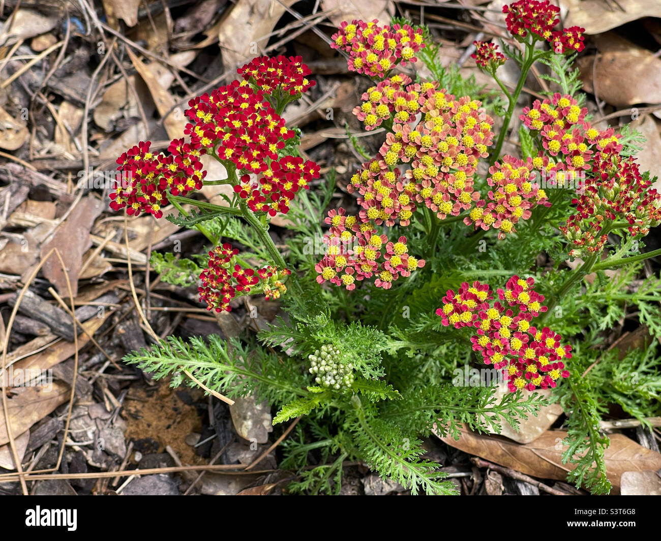 Distinctive bright yellow flowers hi-res stock photography and images ...