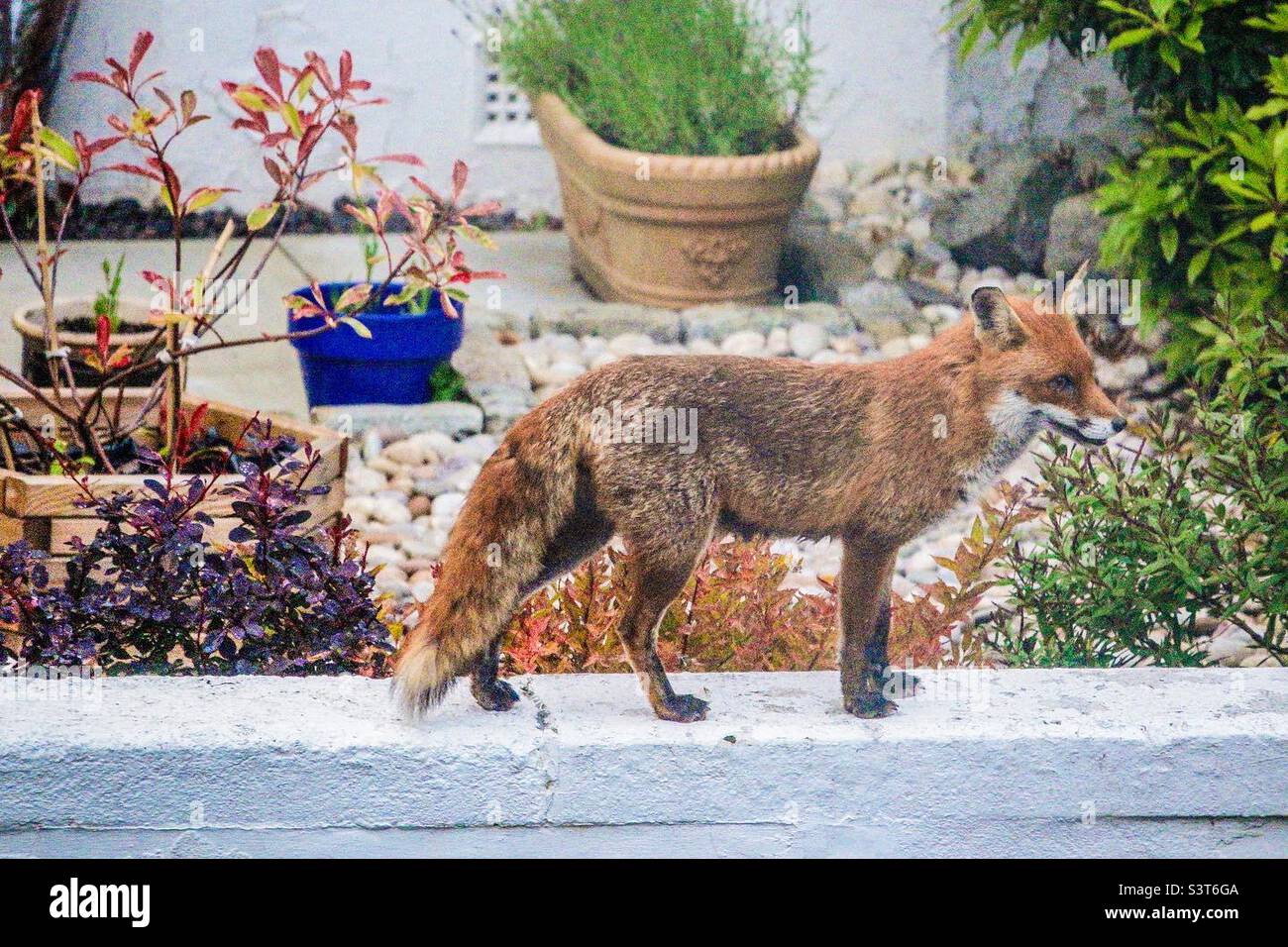 An urban red fox in a landscaped front garden Stock Photo - Alamy