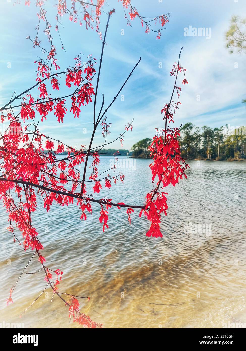 Maple bay hi-res stock photography and images - Alamy