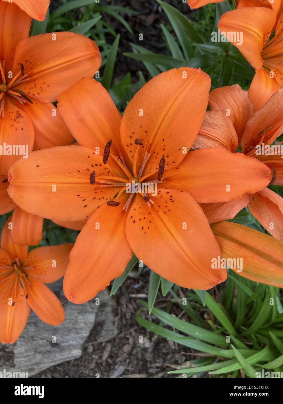 Lili hi-res stock photography and images - Alamy