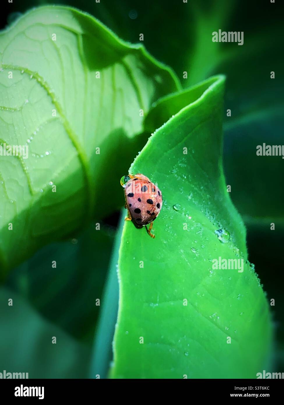 Bug on the taro leaf Stock Photo - Alamy