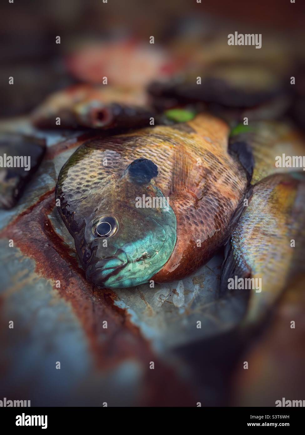 Bluegill fish hi-res stock photography and images - Alamy