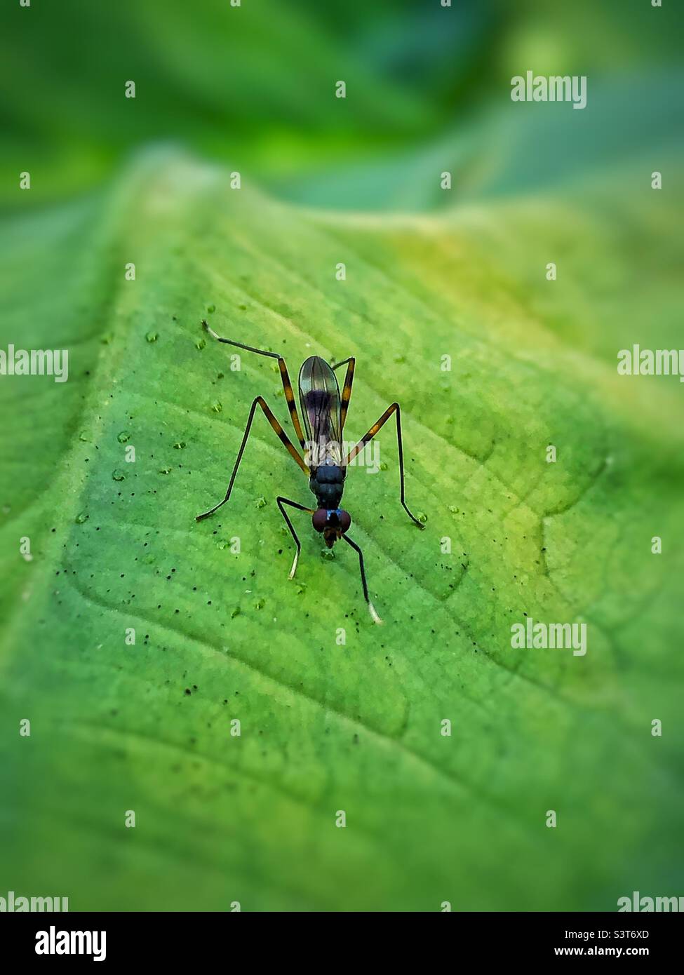 Beautiful insects hi-res stock photography and images - Alamy