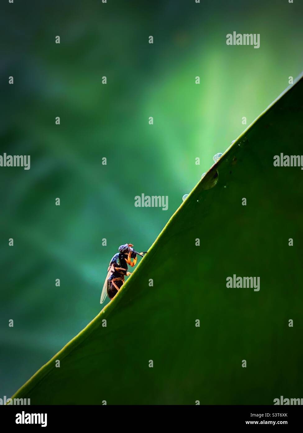 Insect on the taro leaf Stock Photo - Alamy