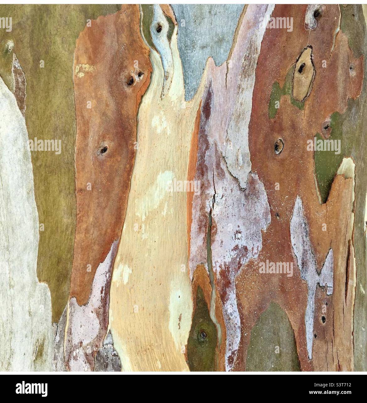 Bark colour hi-res stock photography and images - Alamy