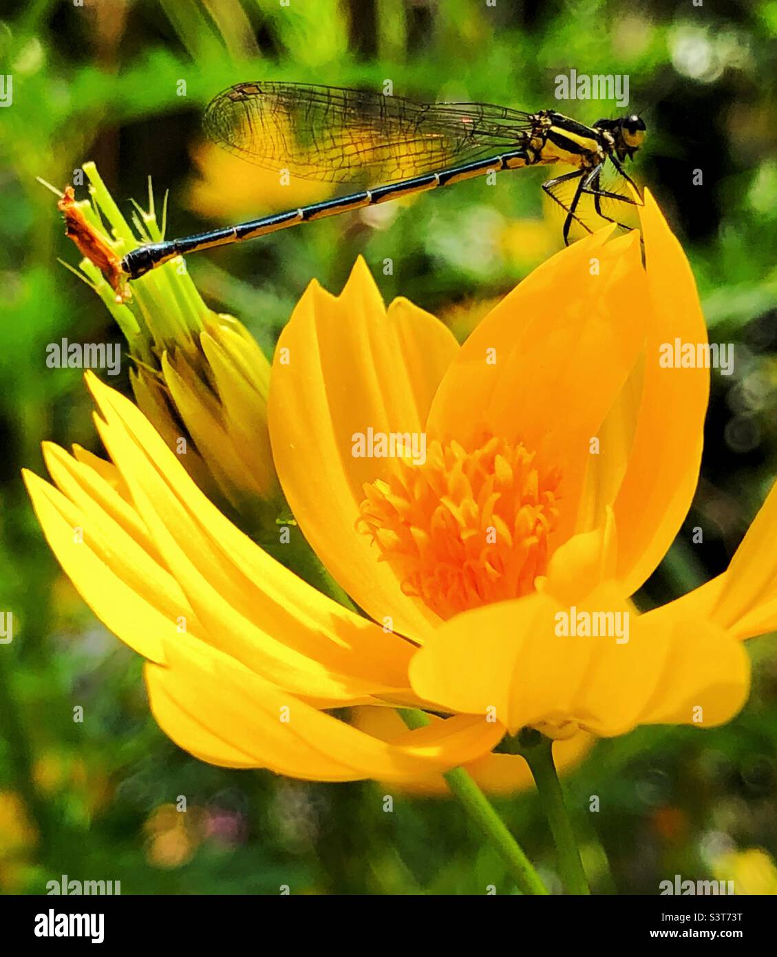 Beautiful dragonfly and flower hi-res stock photography and images - Alamy