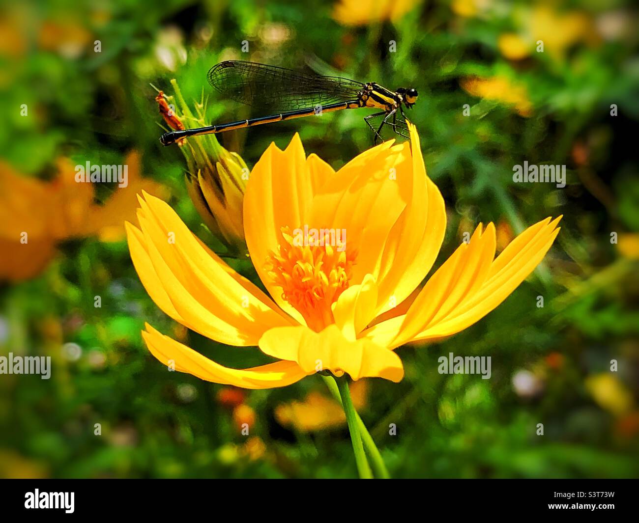 Beautiful dragonfly and flower hi-res stock photography and images - Alamy