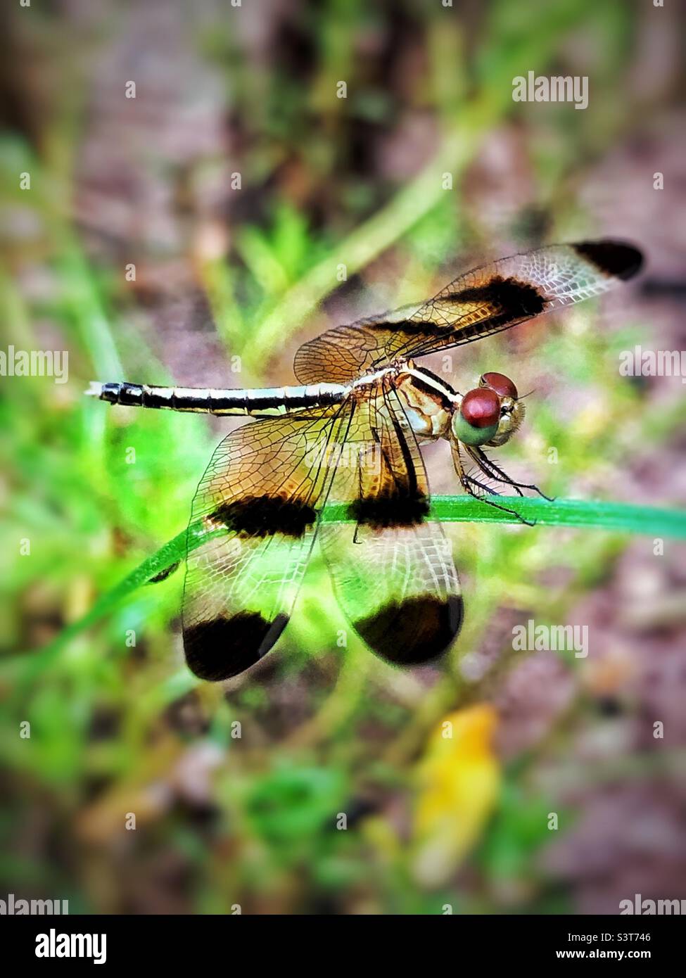 Most beautiful dragonfly hi-res stock photography and images - Alamy