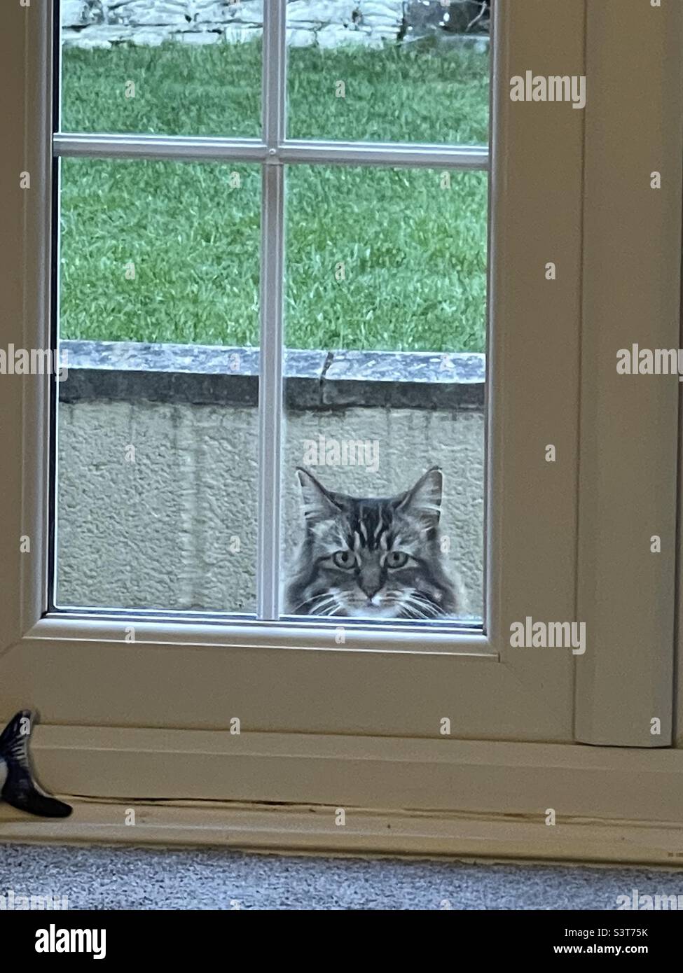 Cat peering through window Stock Photo - Alamy