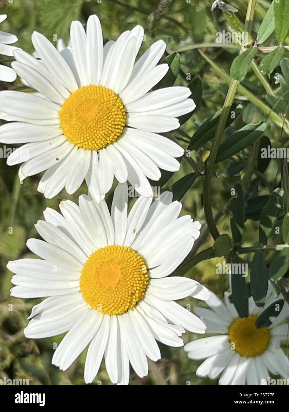 Daisy flower growing in the hedgerow Stock Photo - Alamy