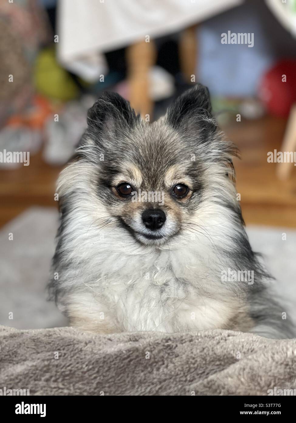 Lovely dog hi-res stock photography and images - Alamy