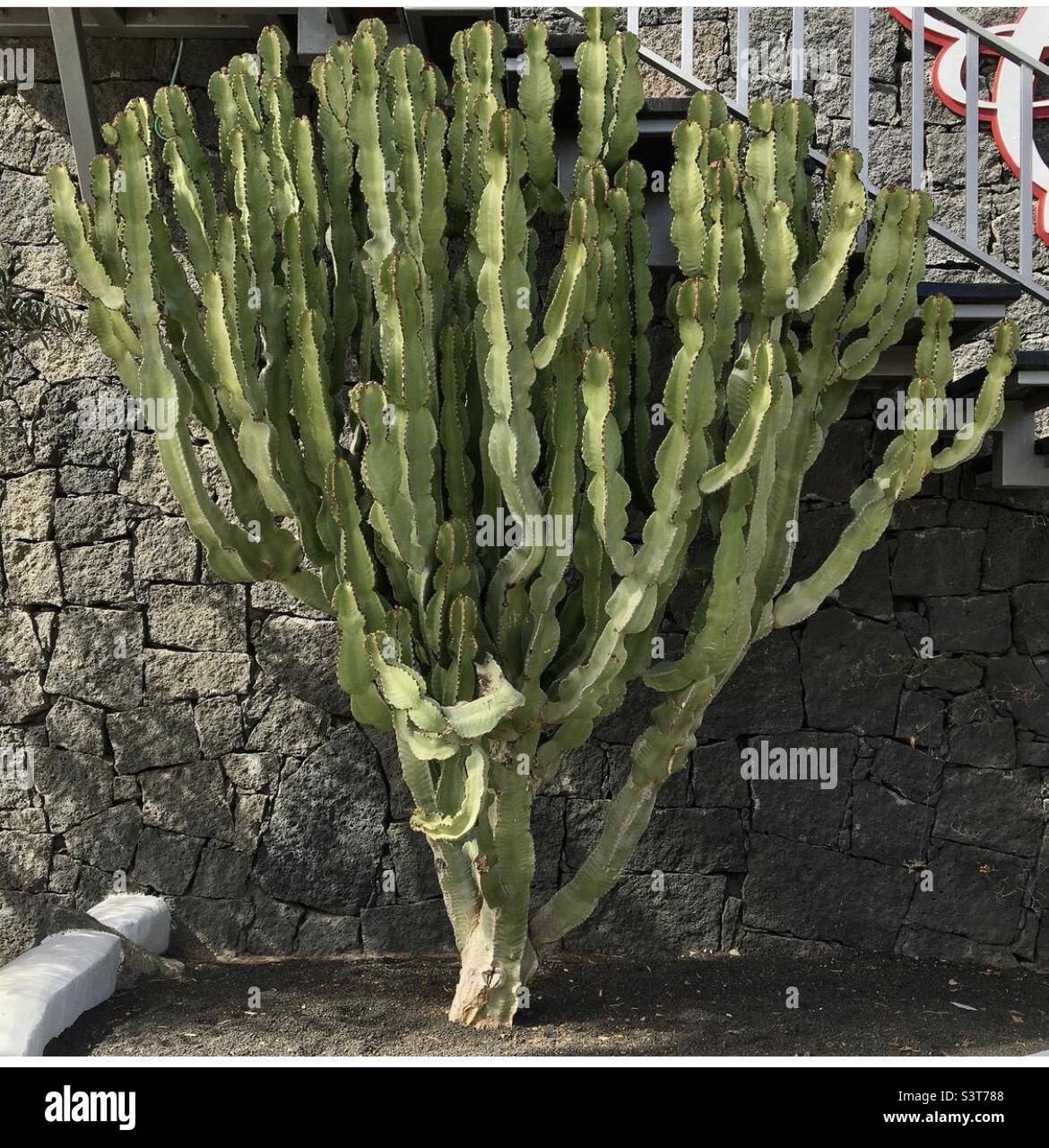 Prickly tree hi-res stock photography and images - Alamy