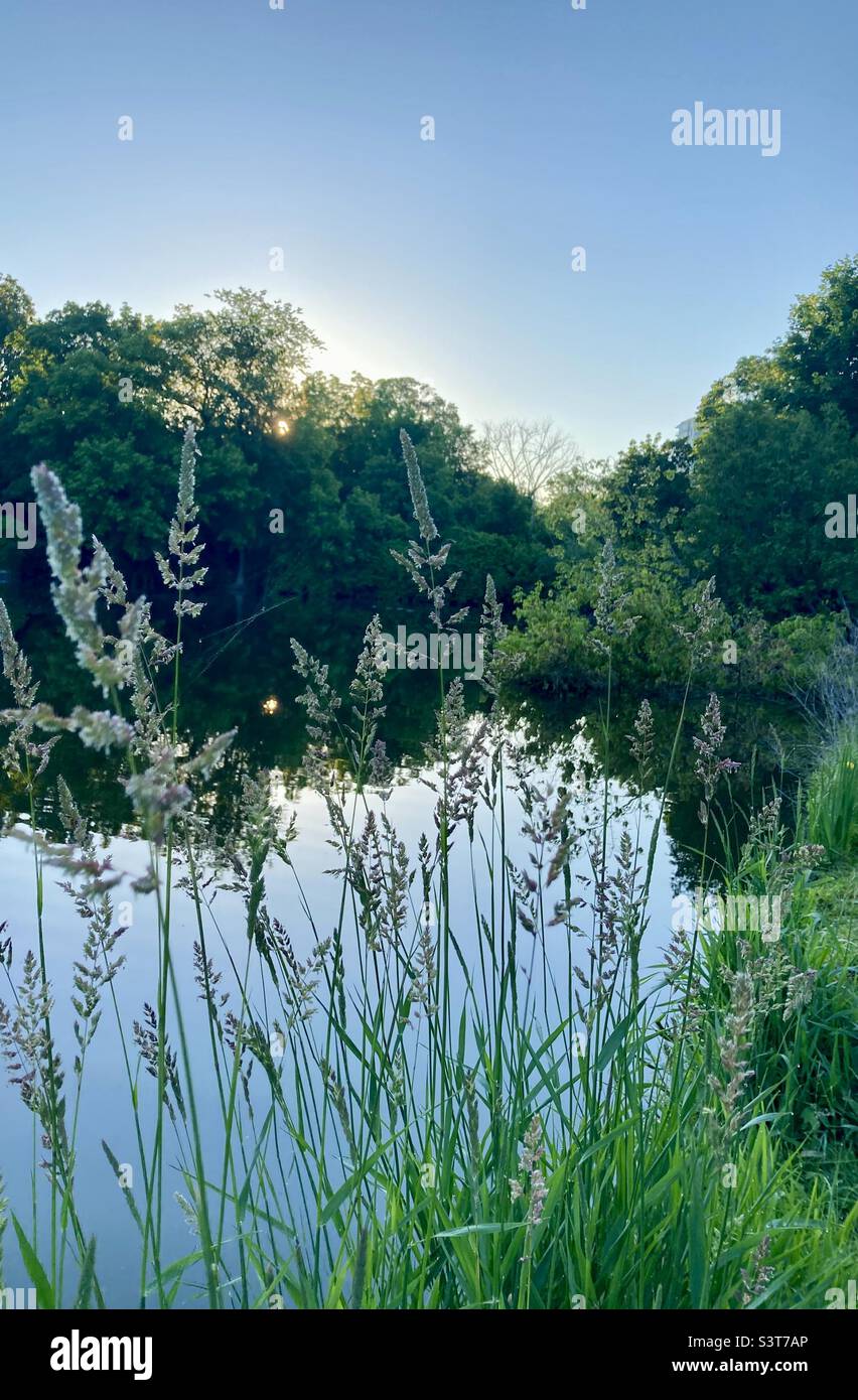 Texas bluegrass on the edge of Brown’s inlet at sunrise Stock Photo - Alamy