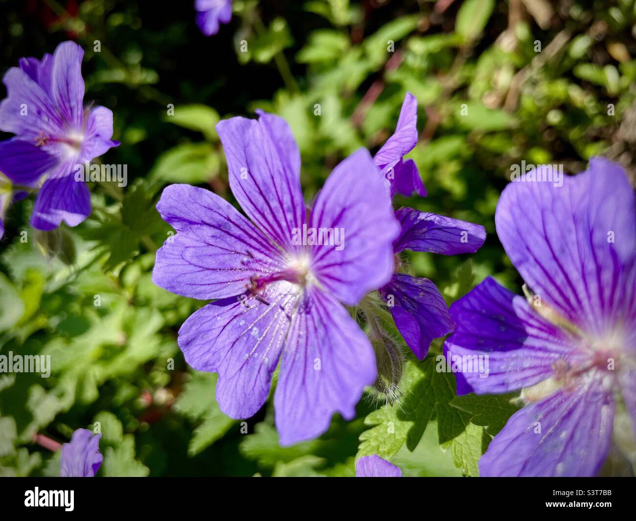 Purple flower English garden 2022 golden hour Stock Photo - Alamy