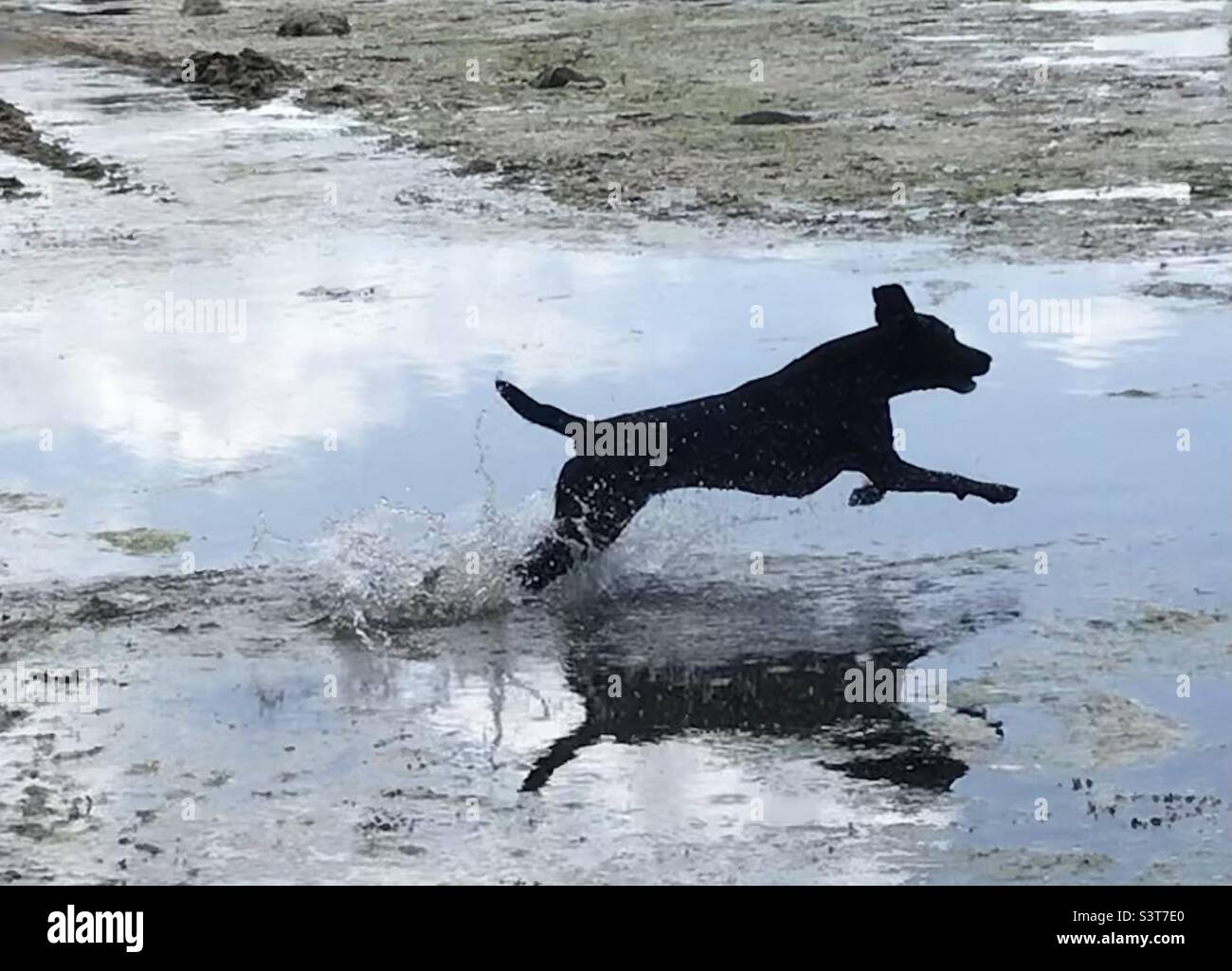 Dog bounding into sea hi-res stock photography and images - Alamy