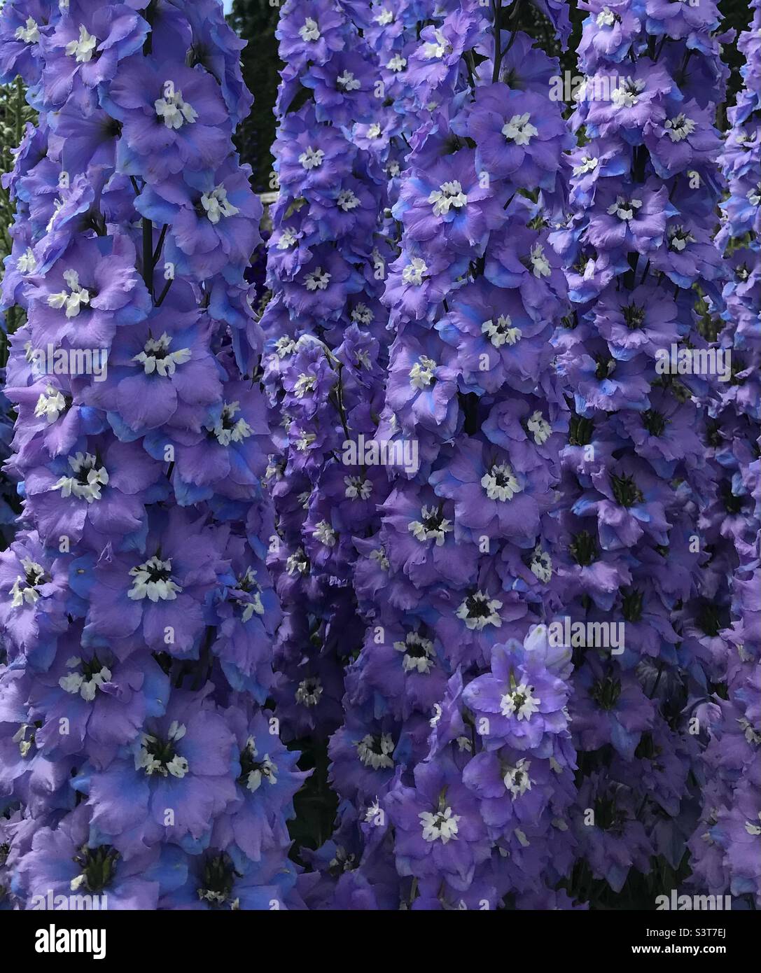 Delphinium skyline hi-res stock photography and images - Alamy