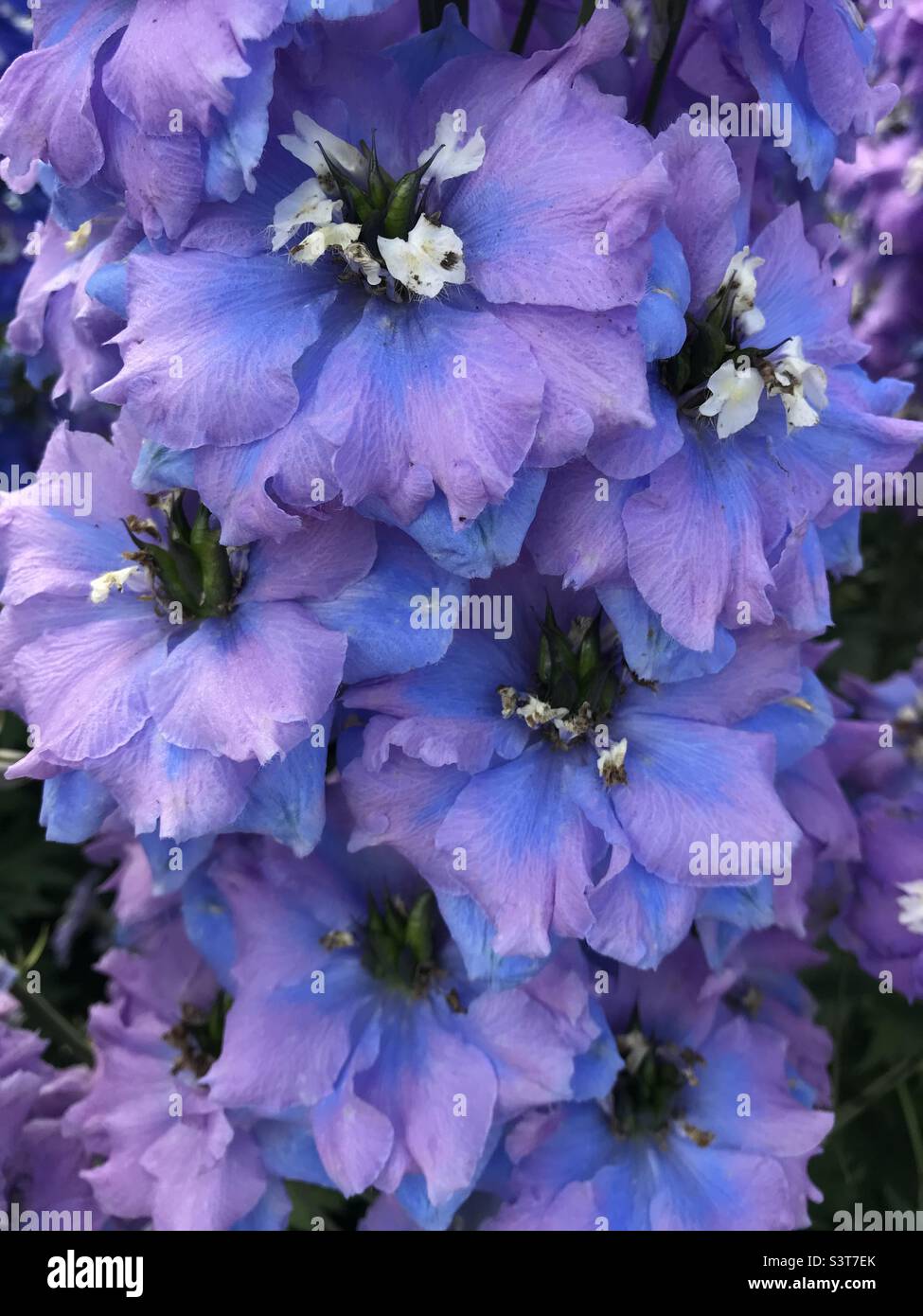 Delphinium skyline hi-res stock photography and images - Alamy