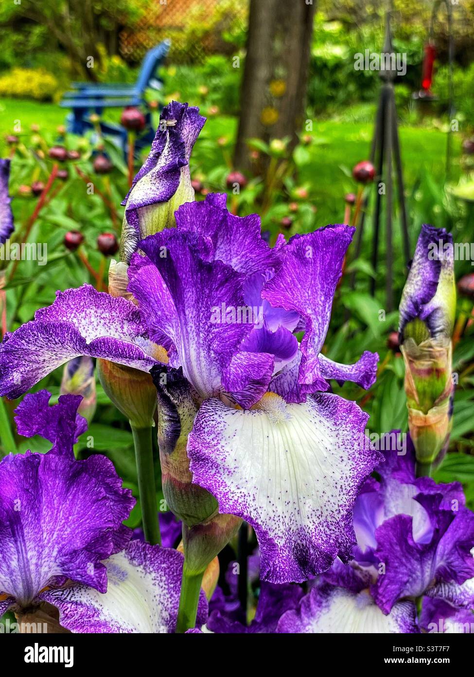 Iris backyard hi-res stock photography and images - Alamy