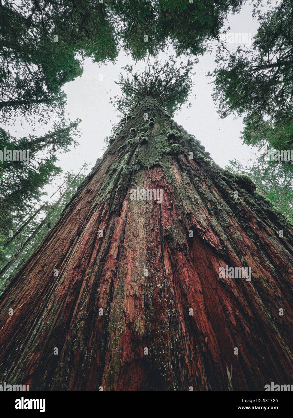 Tall cedar tree hi-res stock photography and images - Alamy